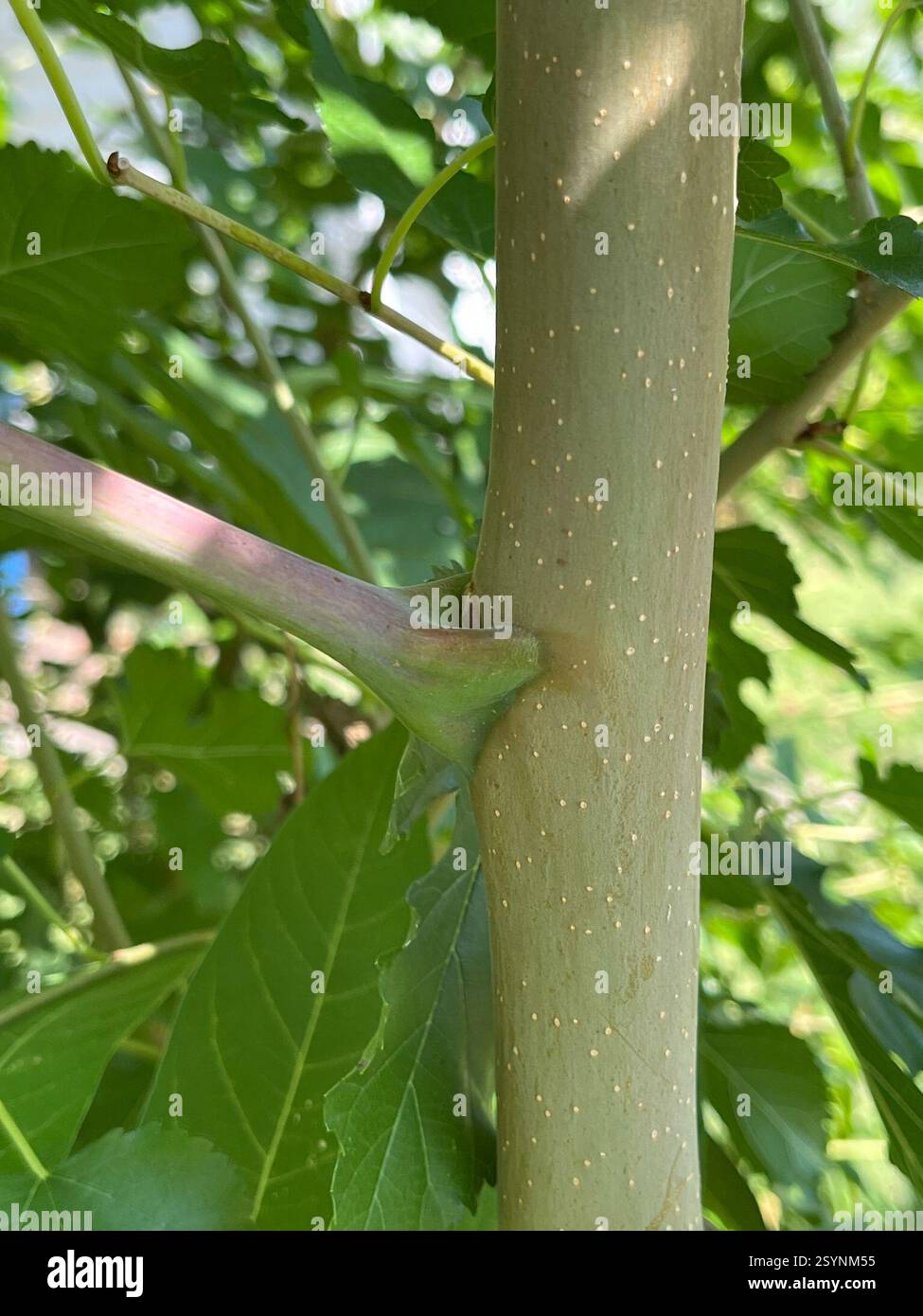 tree-of-heaven (Ailanthus altissima), Plantae, Good Samaritan Health ...