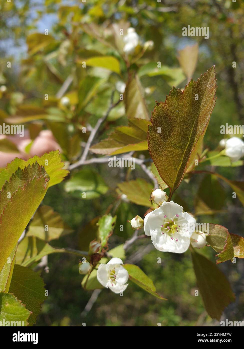 Clustered Hawthorn (Crataegus compacta), Plantae, Glencoe, ON N0L 1M0 ...