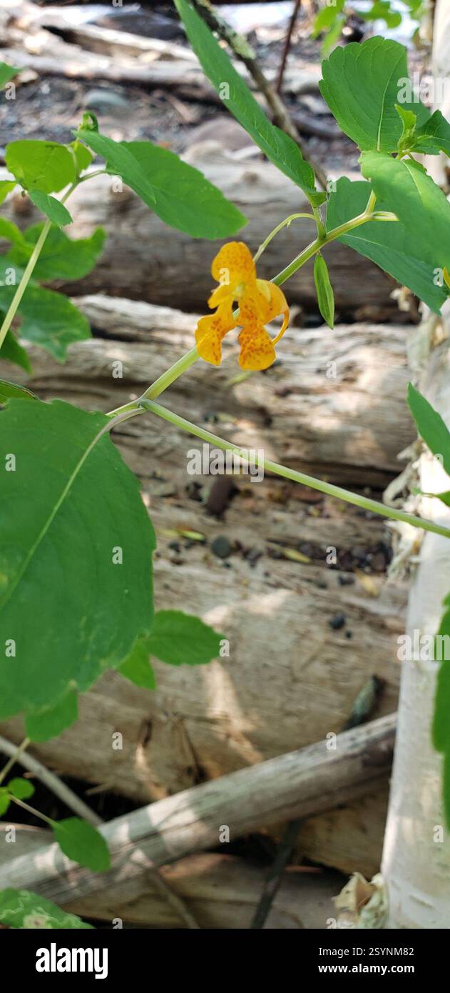 common jewelweed (Impatiens capensis), Plantae, Manabezho Falls Stock ...