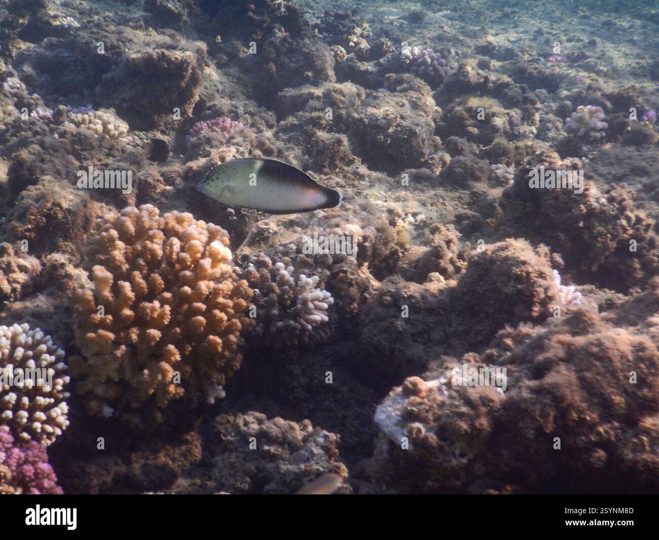 Clown Coris (Coris aygula), Actinopterygii, Marsa Alam, Red Sea ...