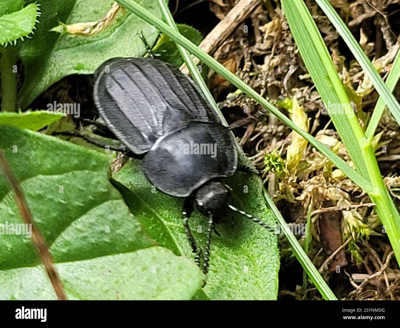 (Silpha tristis), Insecta, 3450 Lillerød, Danmark Stock Photo - Alamy