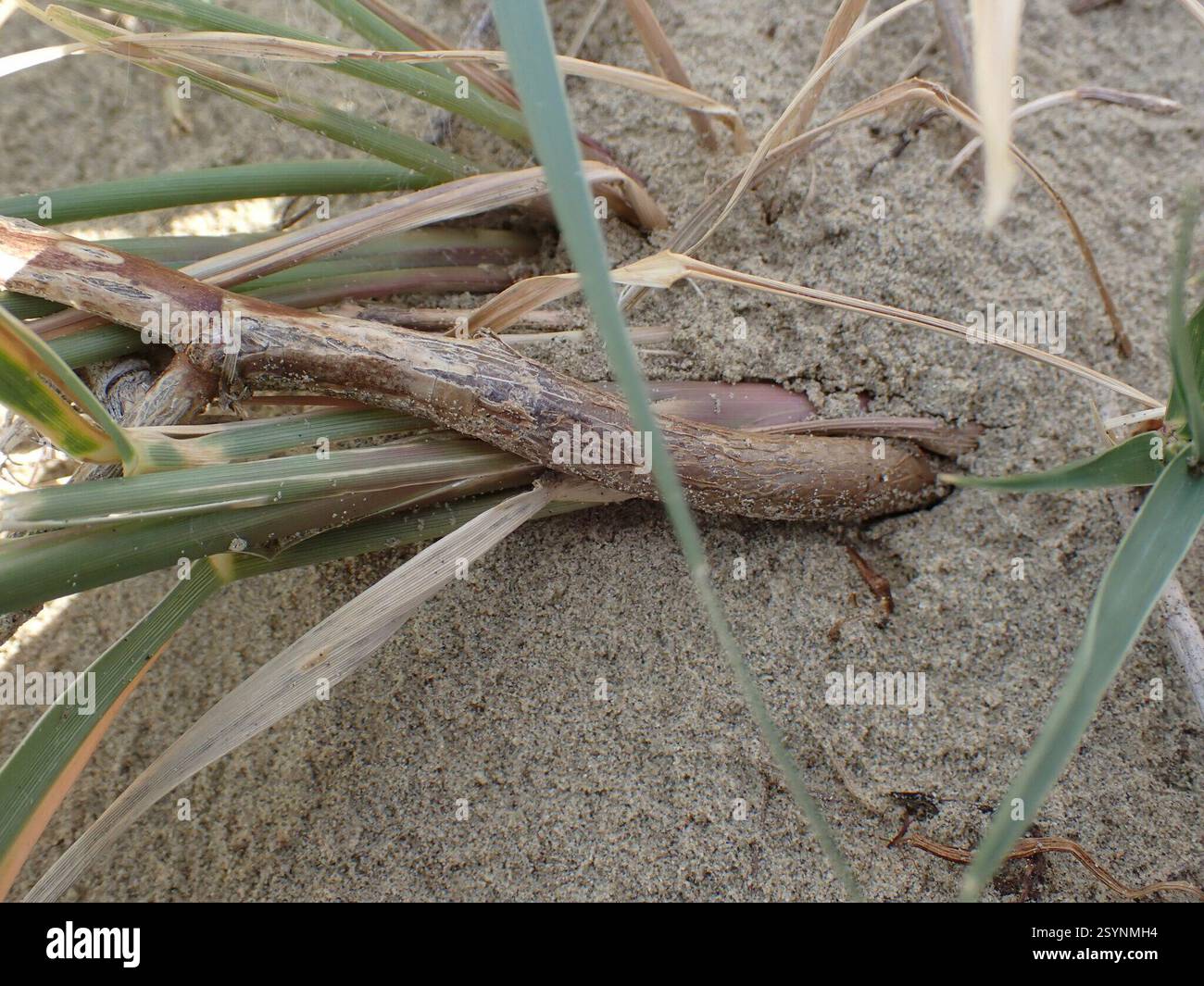 Sand Reedgrass (Sporobolus rigidus), Plantae, Clinworth No. 230, SK ...