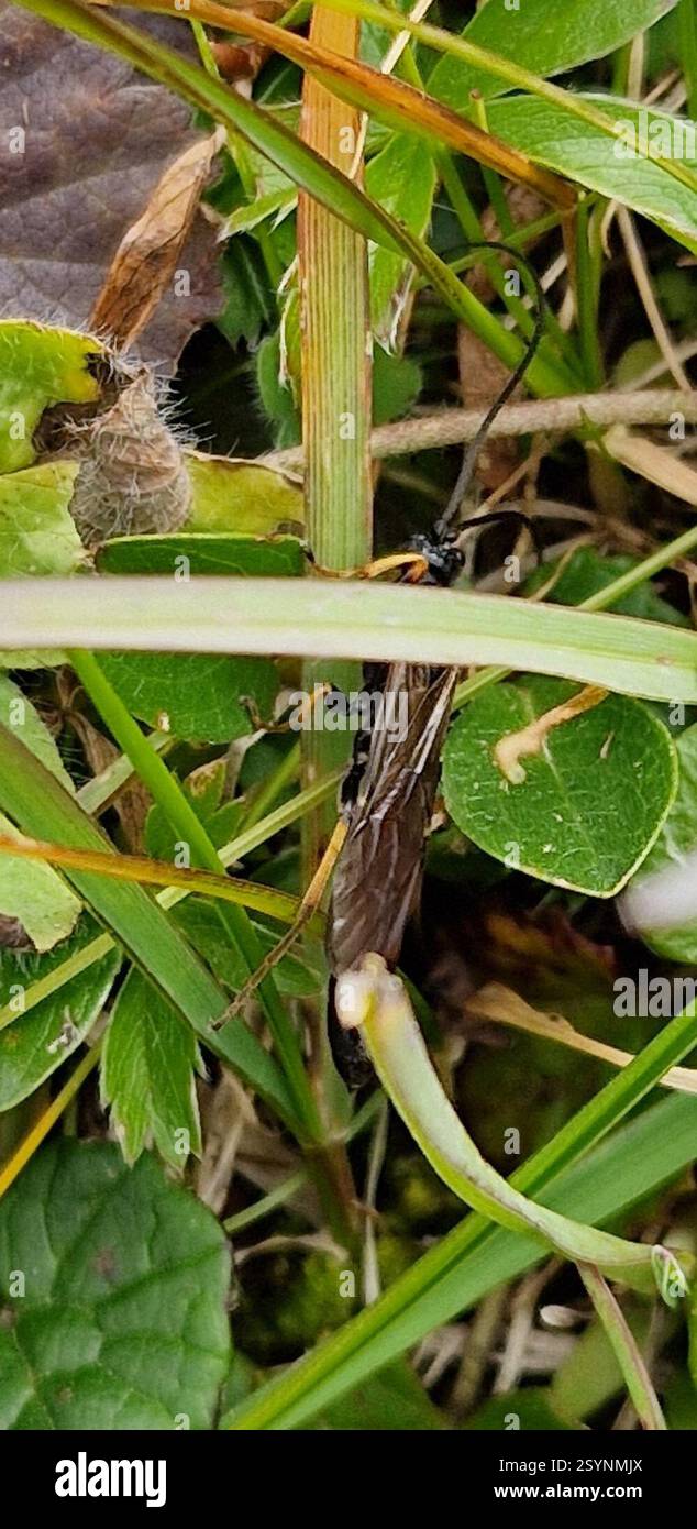 Black Slip Wasp (Pimpla rufipes), Insecta, FRH6+Q5, 38032 Canazei TN ...