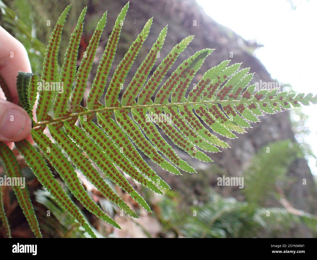 western sword fern (Polystichum munitum), Plantae, Bowen Island, BC ...