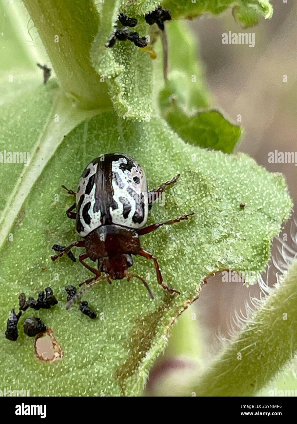 Ambrosia Leaf Beetle (Calligrapha tortuosa), Insecta, Arenas Valley Rd ...