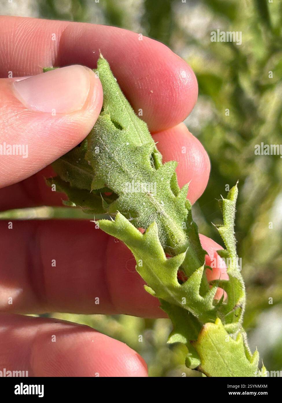 Camphor Daisy (Rayjacksonia phyllocephala), Plantae, Corpus Christi, TX ...