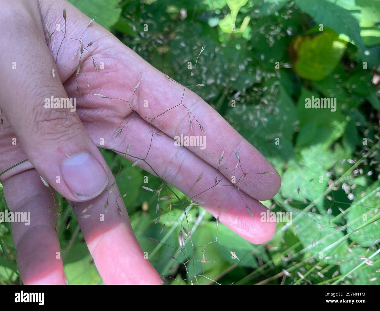 wavy hair-grass (Avenella flexuosa), Plantae, United States Stock Photo ...