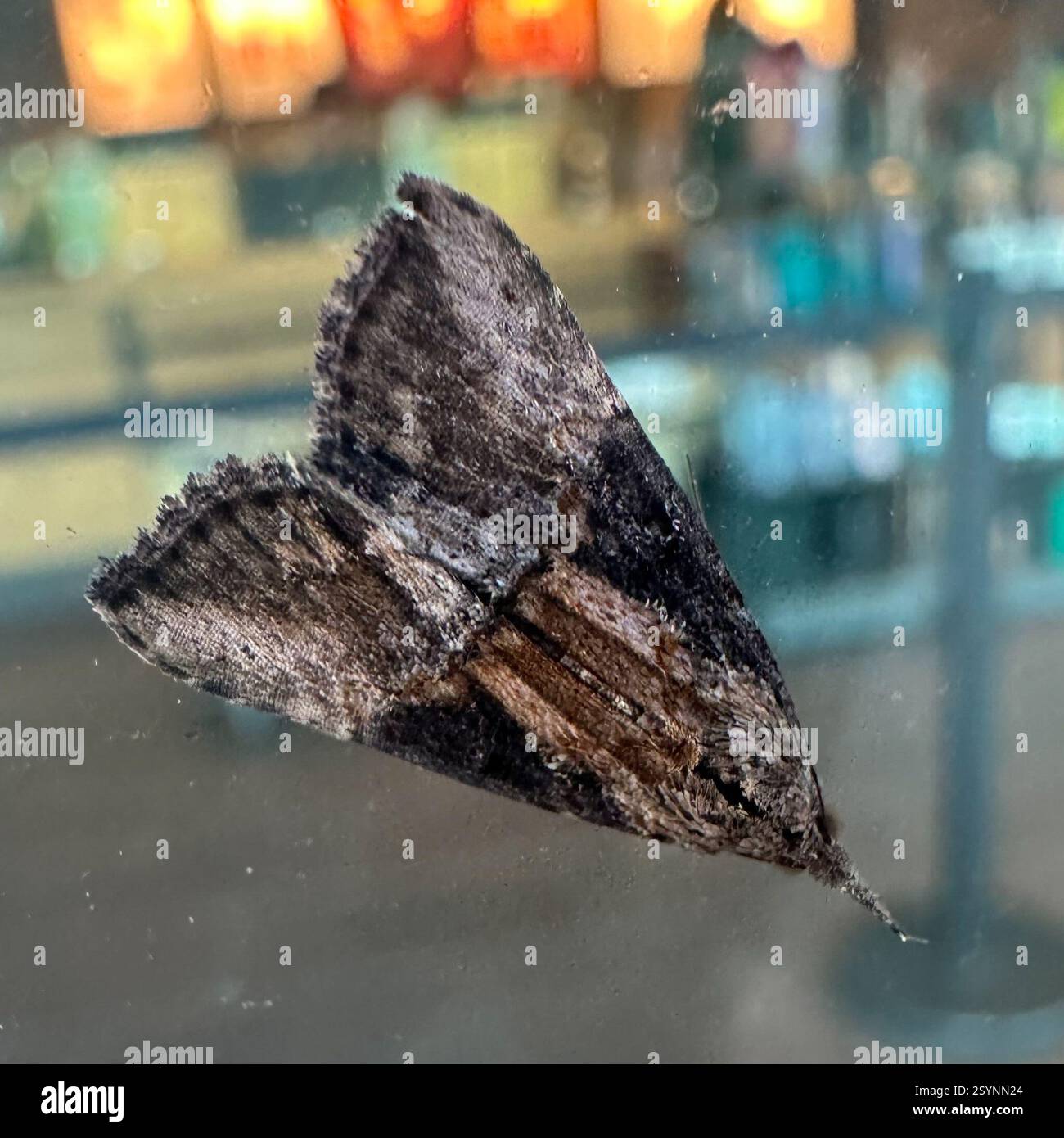 Kentucky moth hi-res stock photography and images - Alamy