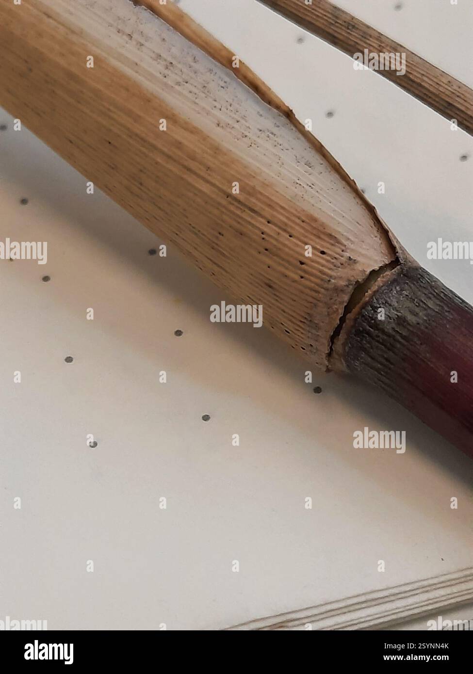 American common reed (Phragmites australis americanus), Plantae, Long ...