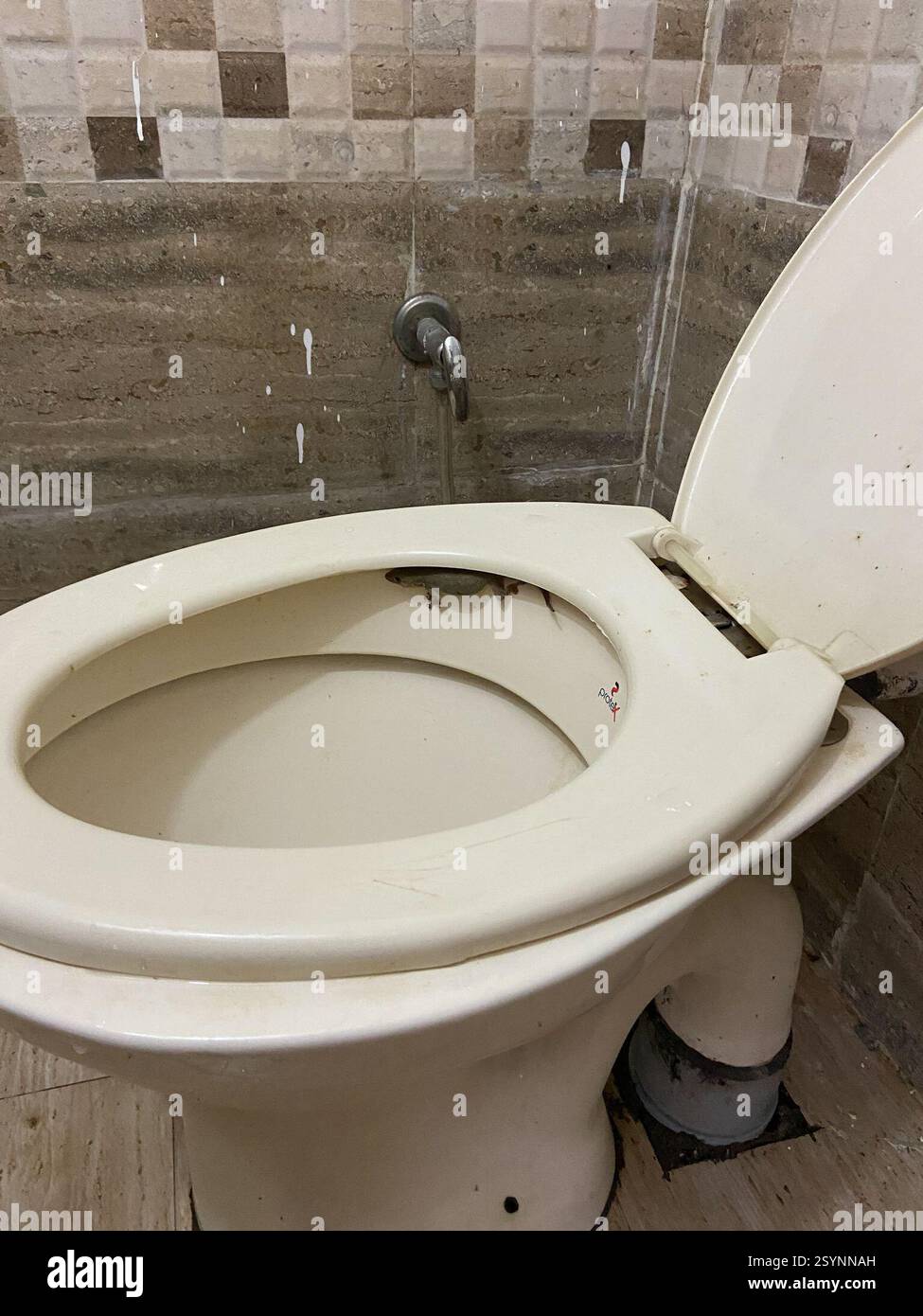 Northern House Gecko (Hemidactylus flaviviridis), Reptilia, Dolvan ...