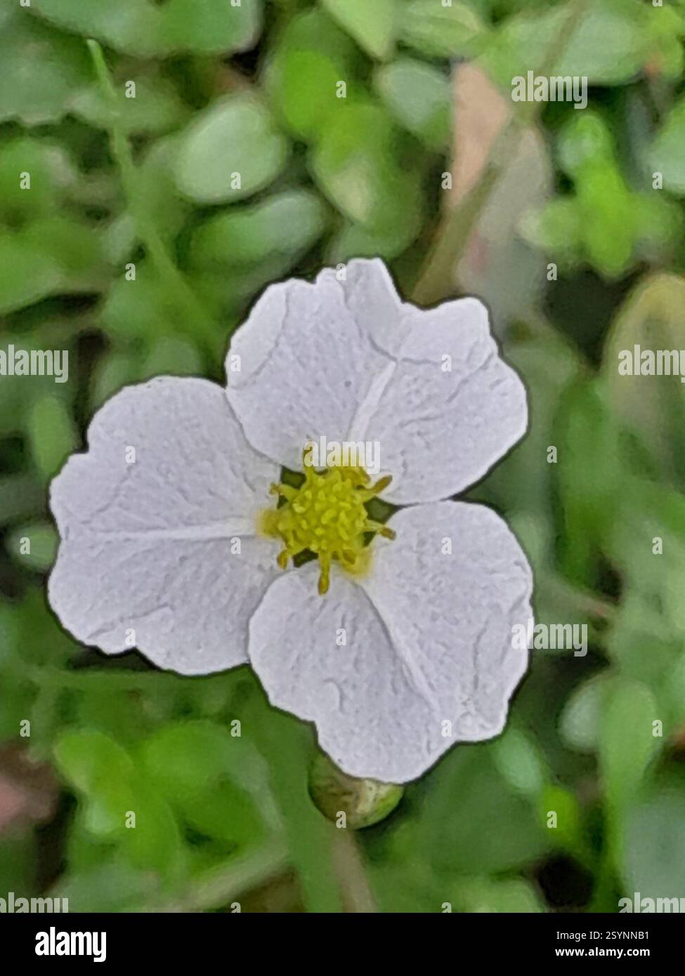 Water-Plantain family (Alismataceae), Plantae, Paraguay Stock Photo - Alamy
