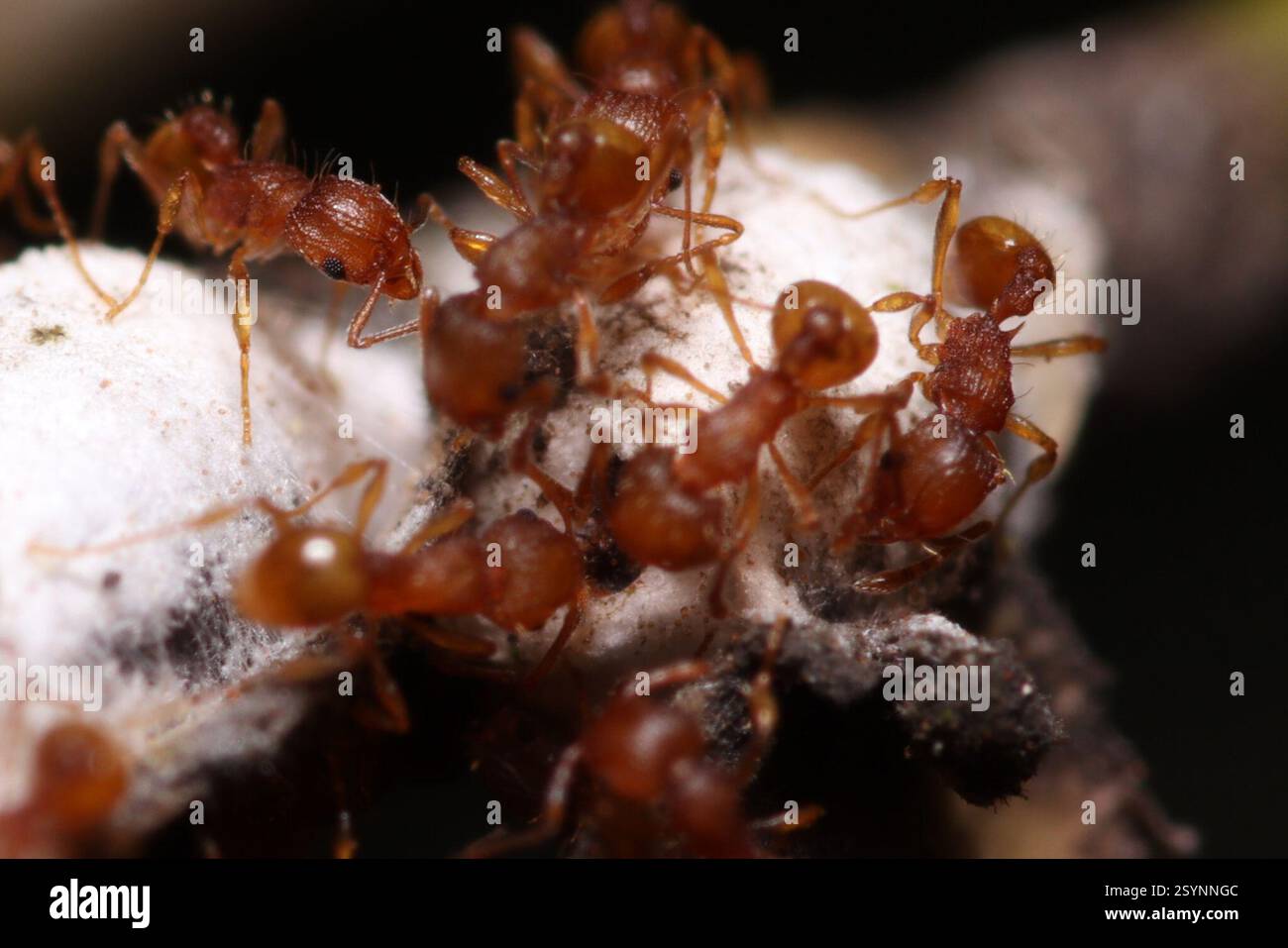 Little Fire Ant (Wasmannia auropunctata), Insecta, Araçariguama, SP ...