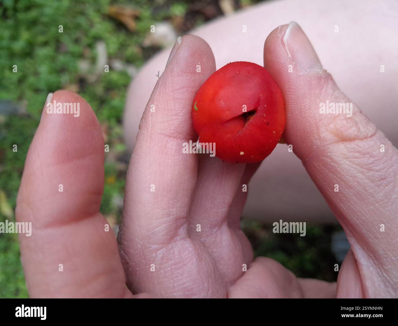 Scarlet Pouch (Leratiomyces erythrocephalus), Fungi, Dunedin North ...