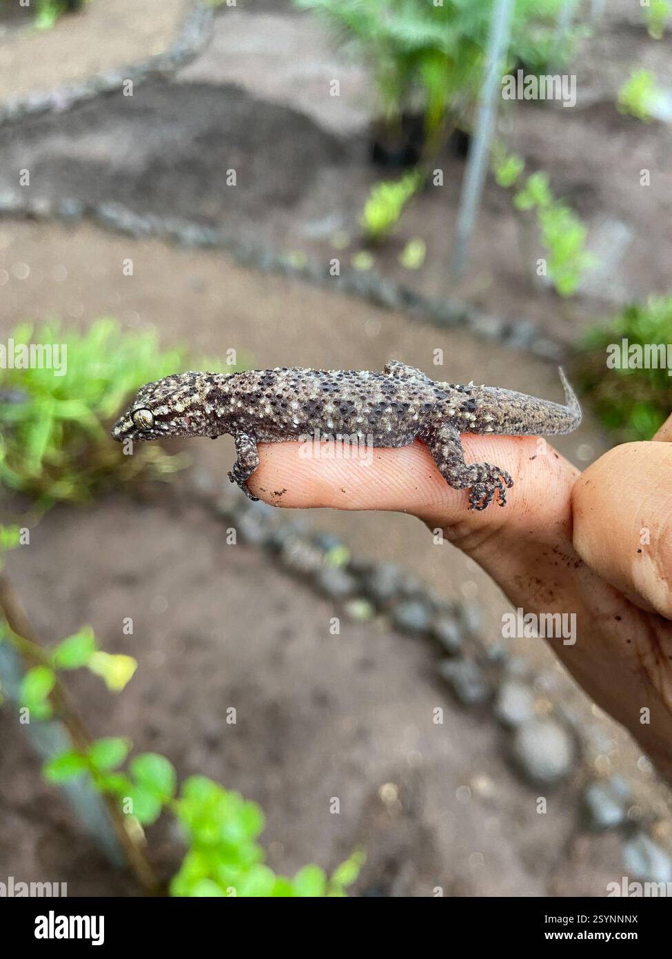 House Geckos (Hemidactylus), Reptilia, Dolvan, Tapi, GJ, IN Stock Photo ...