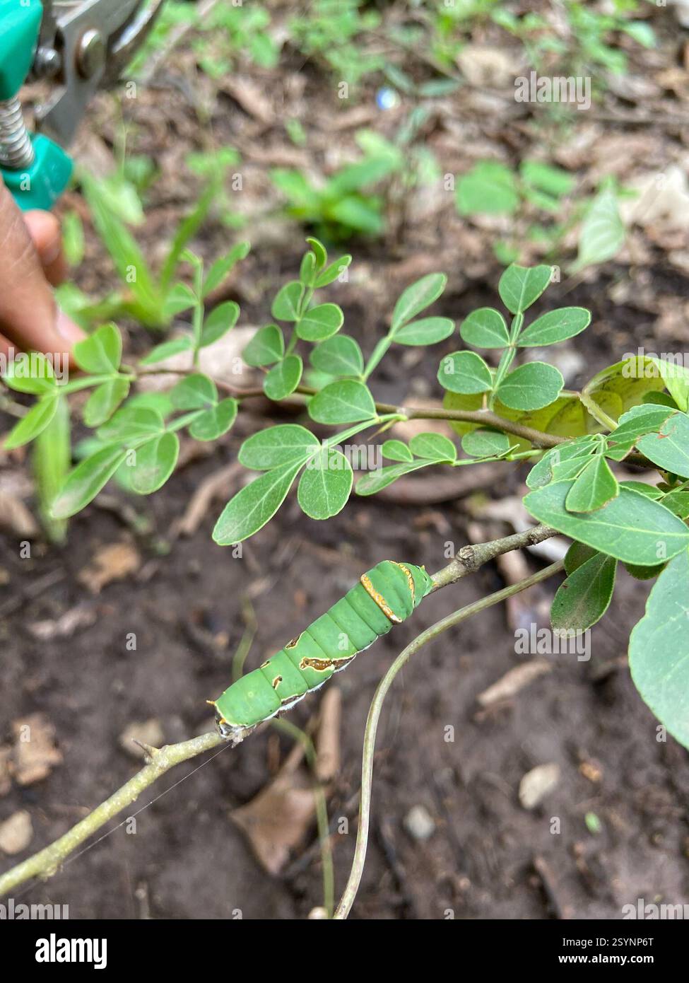 Lime Swallowtail (Papilio demoleus), Insecta, Dolvan, Tapi, GJ, IN ...