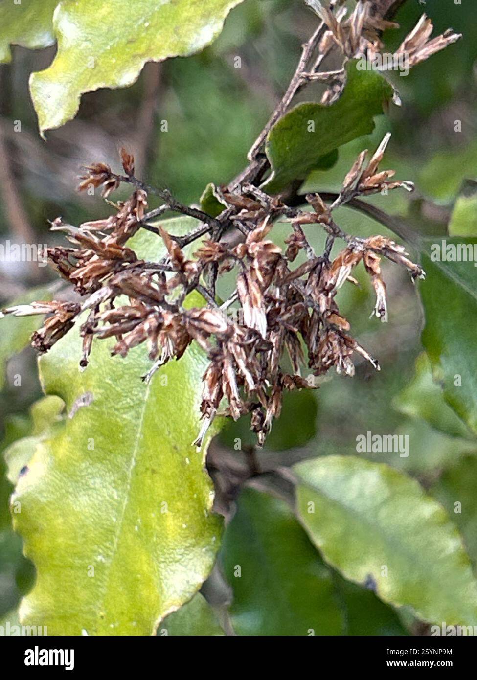 Akiraho (Olearia paniculata), Plantae, Christchurch Adventure Park ...