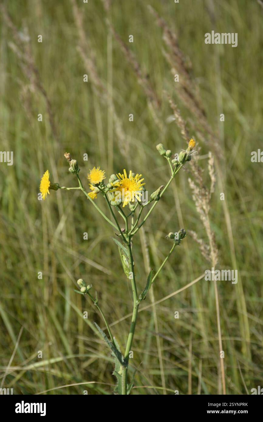 Smooth Field Sowthistle (Sonchus arvensis uliginosus), Plantae, Климово ...