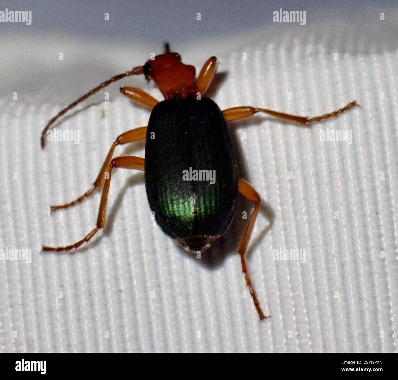 Brachinus sclopeta hi-res stock photography and images - Alamy