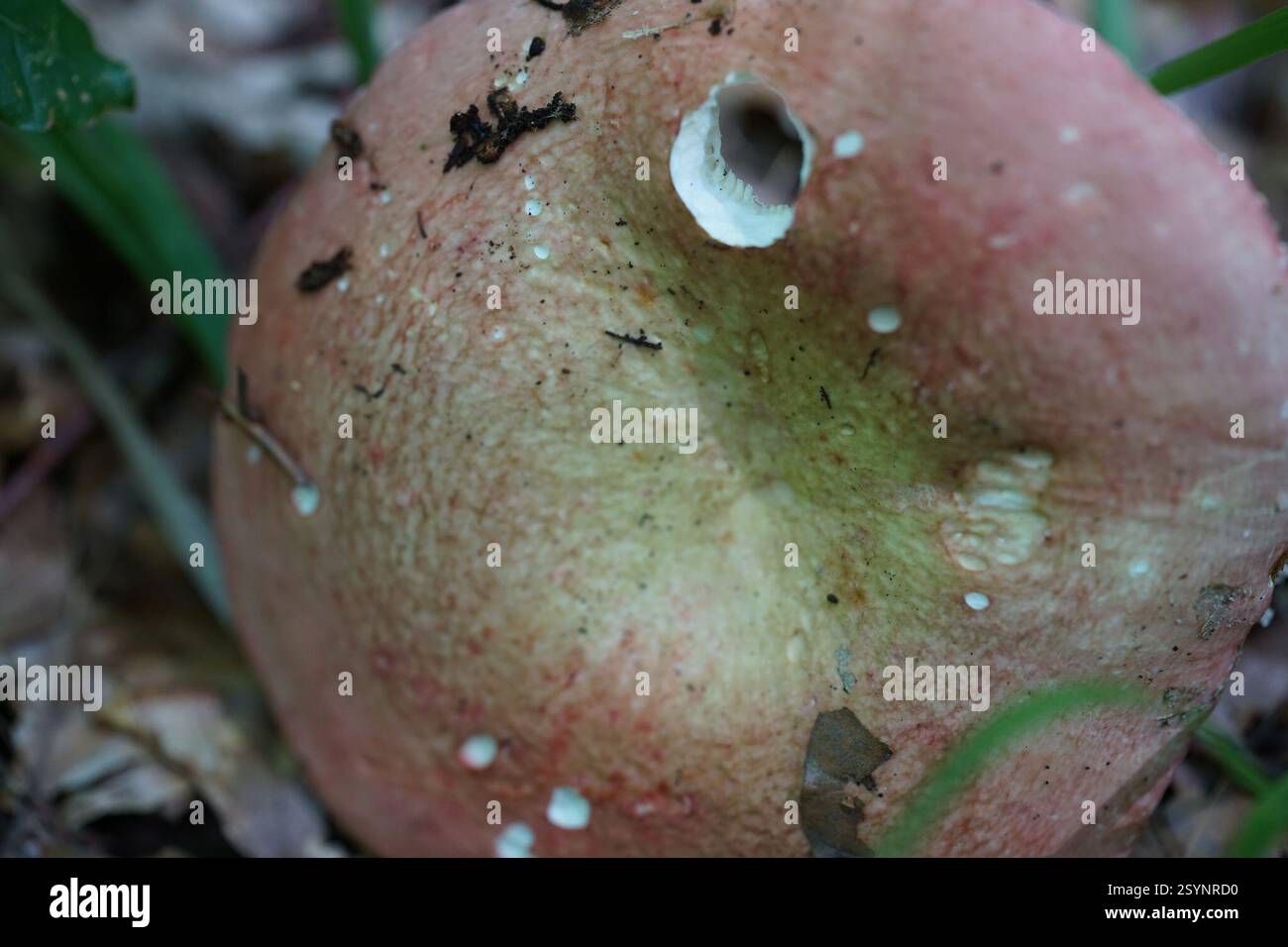 Russula olivacea hi-res stock photography and images - Alamy
