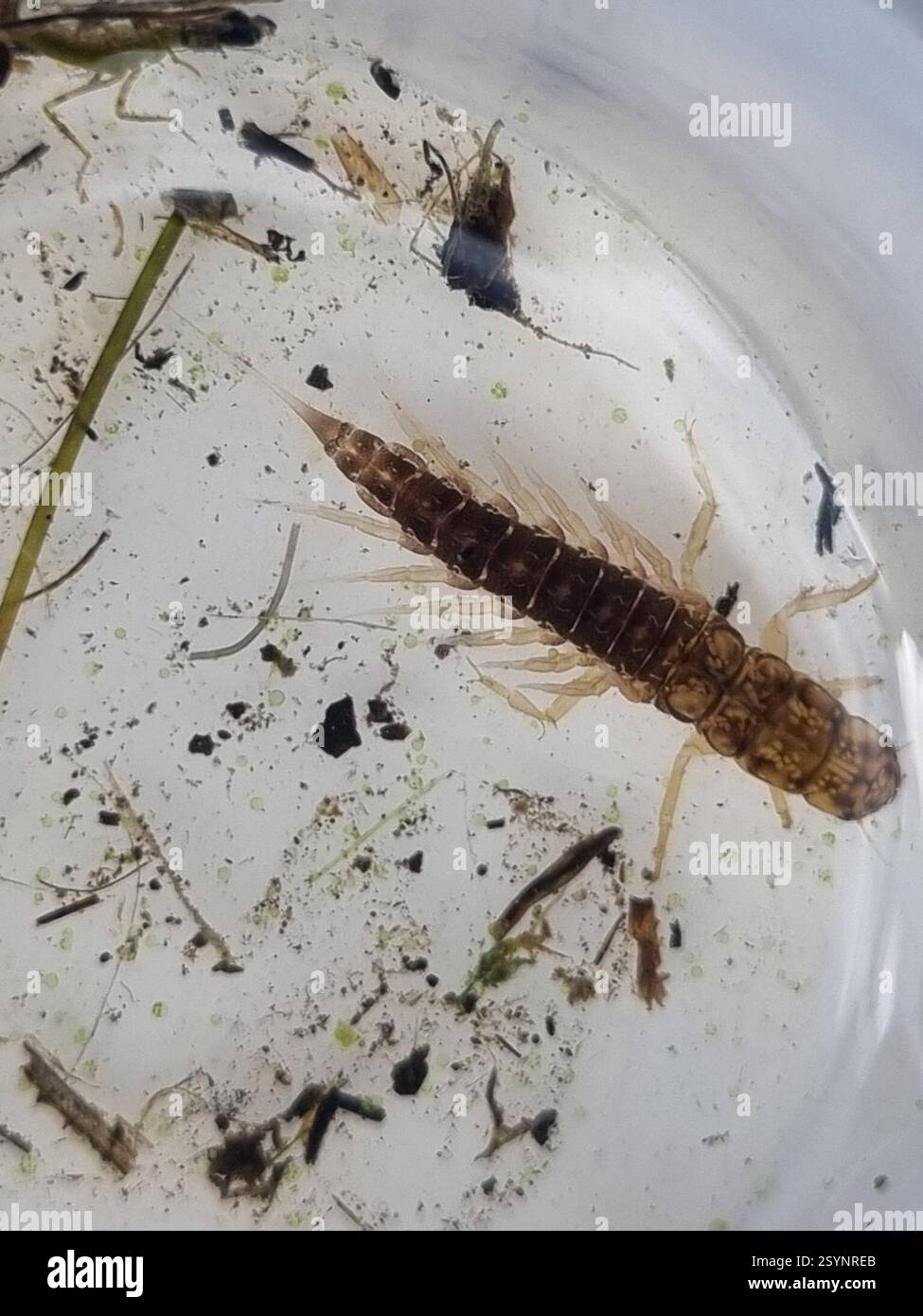 Common alderfly sialis lutaria hi-res stock photography and images - Alamy