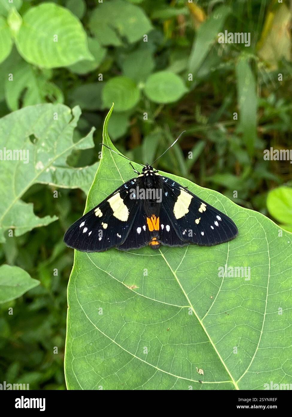 Blue-spotted Forester Moth (Episteme adulatrix), Insecta, Dolvan, Tapi ...