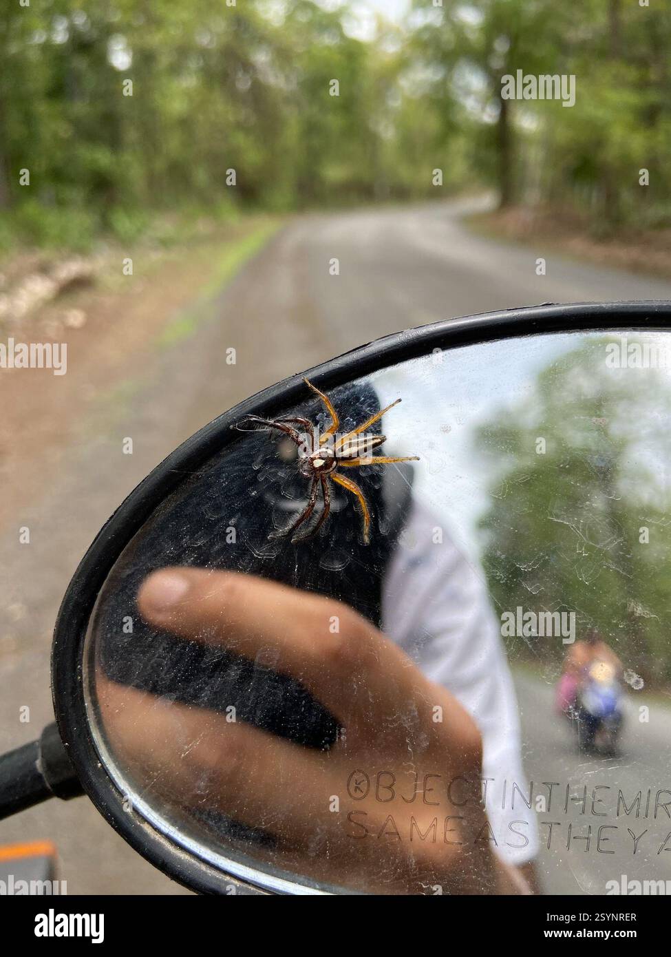 Two-striped Telamonia (Telamonia dimidiata), Arachnida, Dolvan, Tapi ...