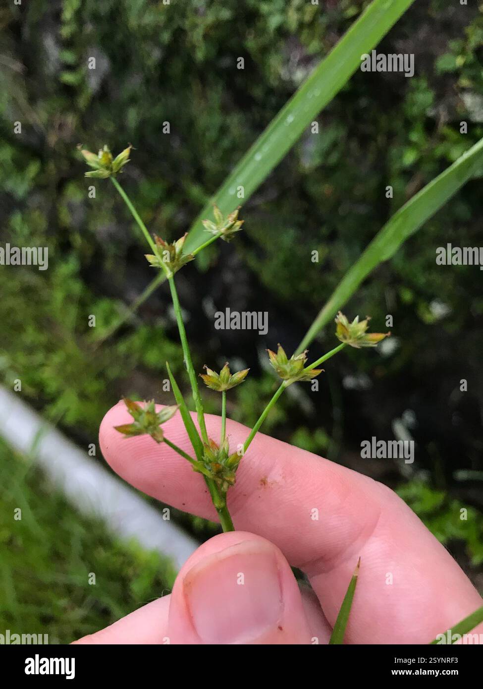 branching rush (Juncus prismatocarpus), Plantae, Kamikoshikicho Eishi ...