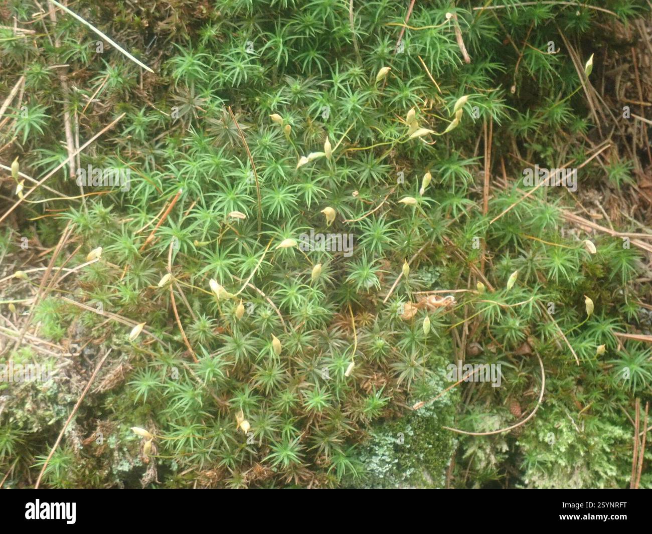 haircap mosses (Polytrichum), Plantae, New Salem, MA, USA, Specimen ...