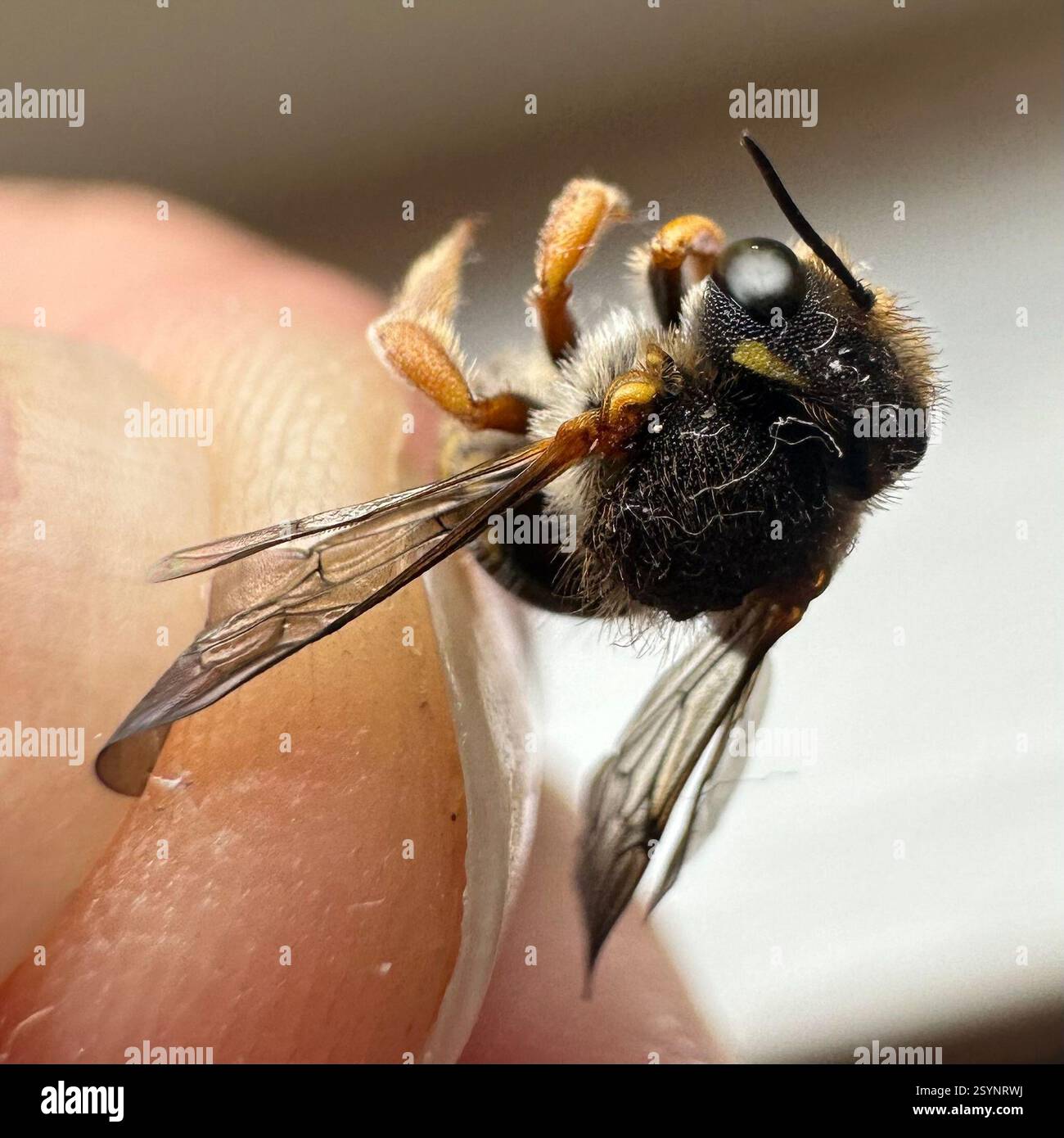 Oblong Woolcarder Bee (Anthidium oblongatum), Insecta, Kentucky, US ...