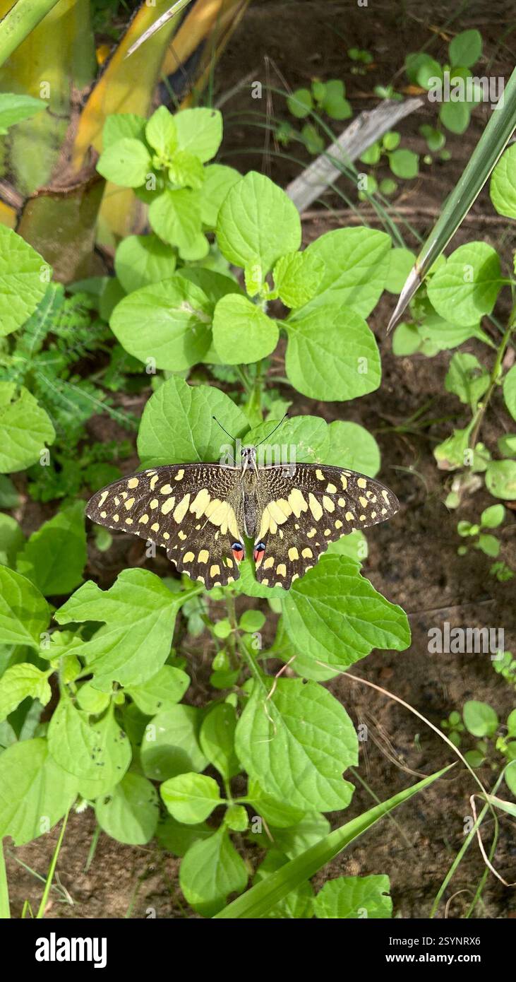 Lime Swallowtail (Papilio demoleus), Insecta, Koteshwar, Ahmedabad, GJ ...