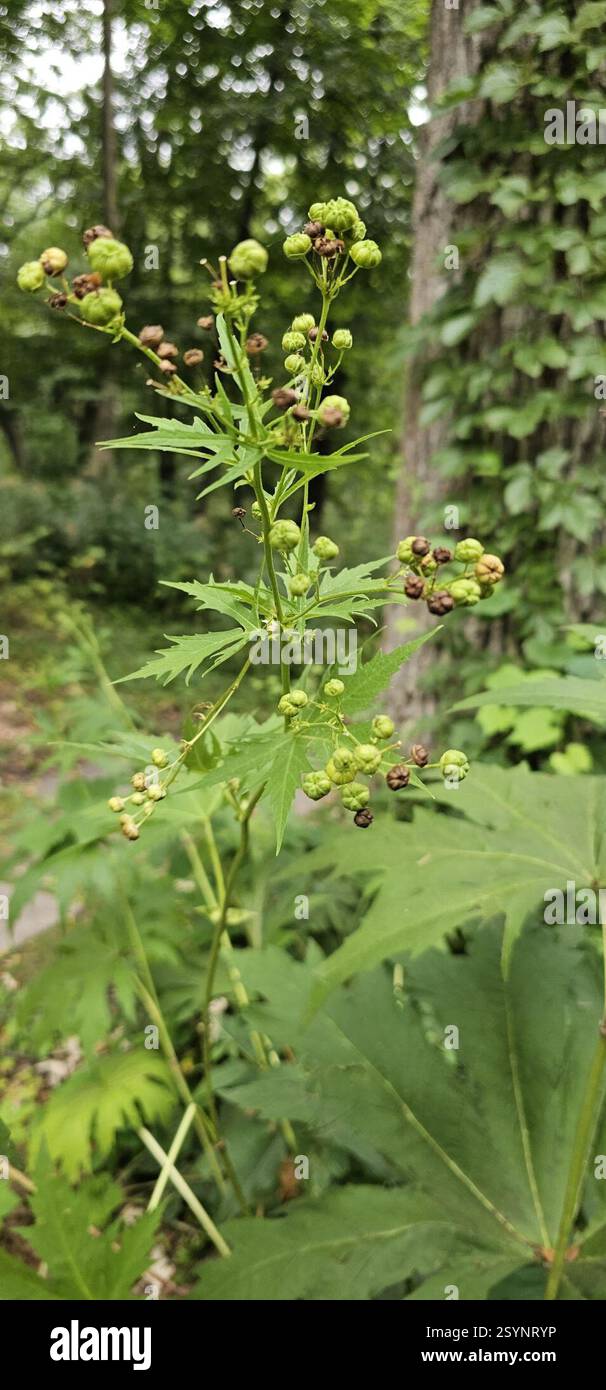Glade Mallow (Napaea dioica), Plantae, Nunda Township, IL, USA Stock ...
