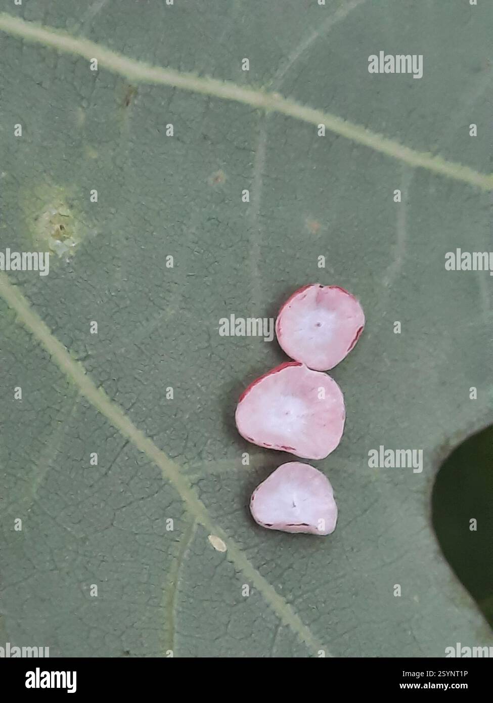 (Phylloteras poculum), Insecta, Poughquag, NY 12570, USA, On Quercus ...