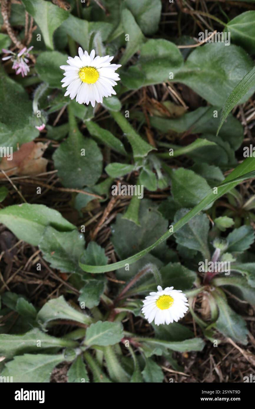 Lawn daisy (Bellis perennis), Plantae, Plas Newydd, Fford Brynsiencyn ...