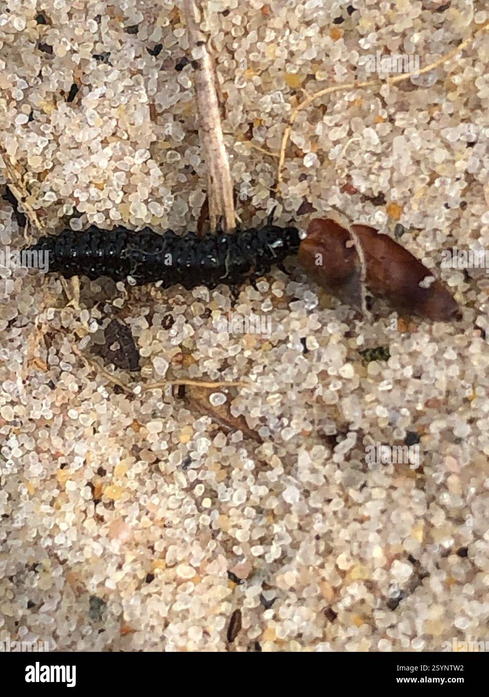 Metallic Flea Beetles (Altica), Insecta, Pictured Rocks National ...