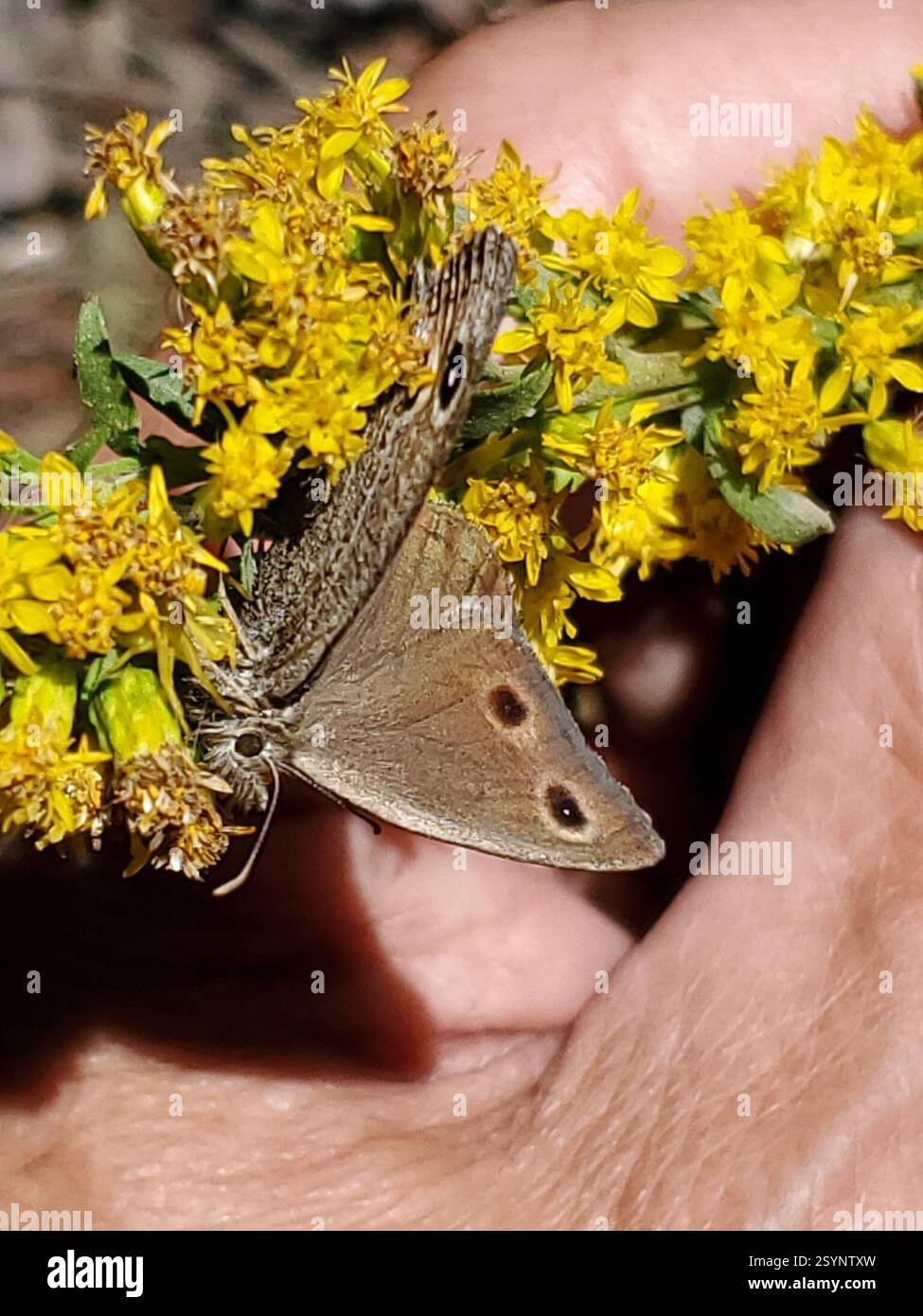 Wood-Nymphs (Cercyonis), Insecta, Meagher County, MT, USA Stock Photo ...