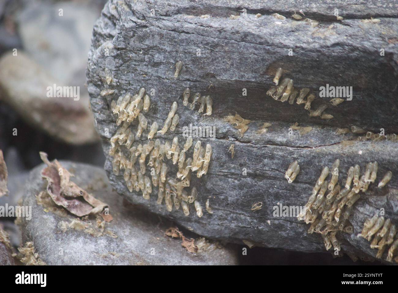Western Subterranean Termite (Reticulitermes hesperus), Insecta, Los ...