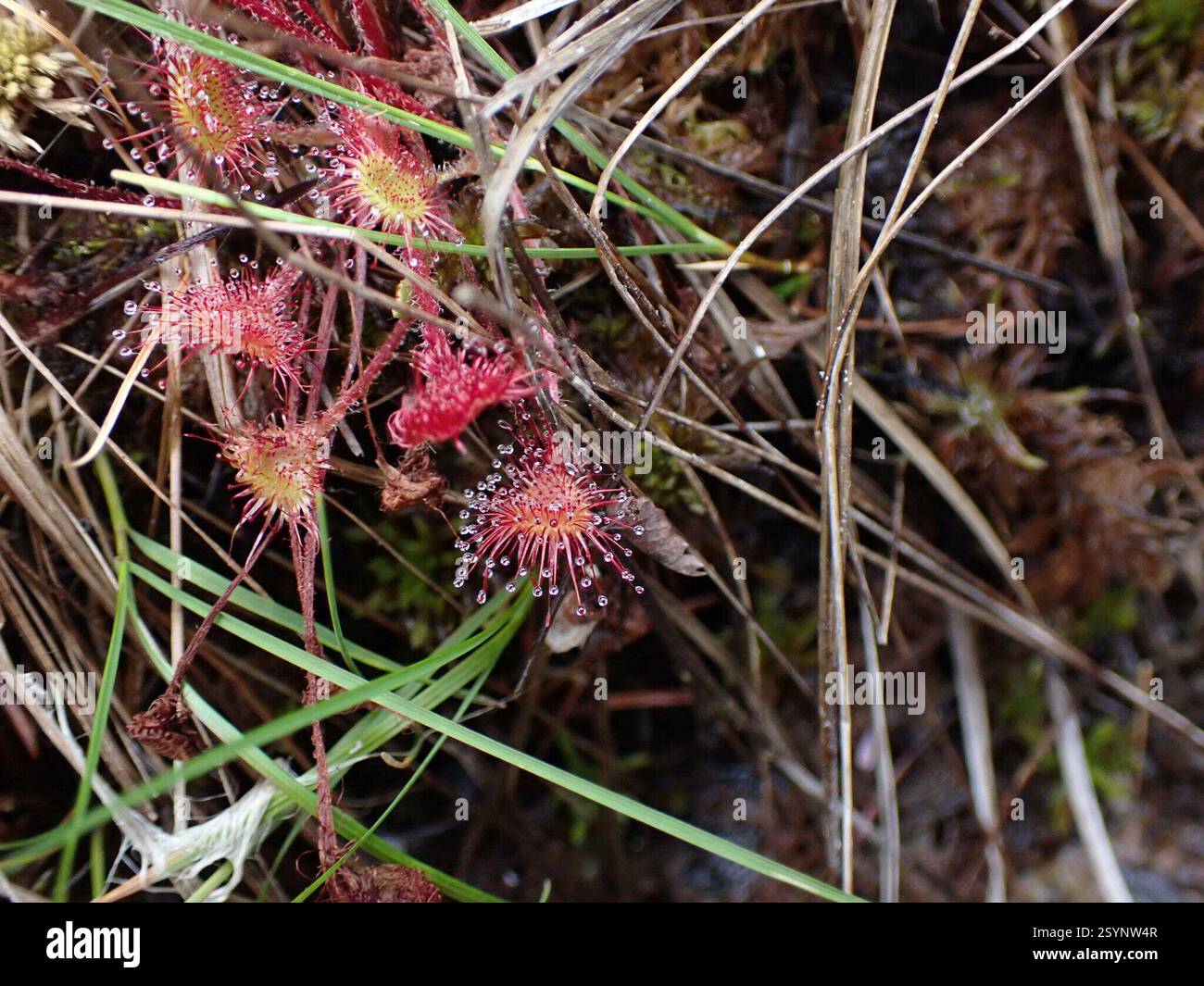 round-leaved sundew (Drosera rotundifolia), Plantae, Mount Waddington ...
