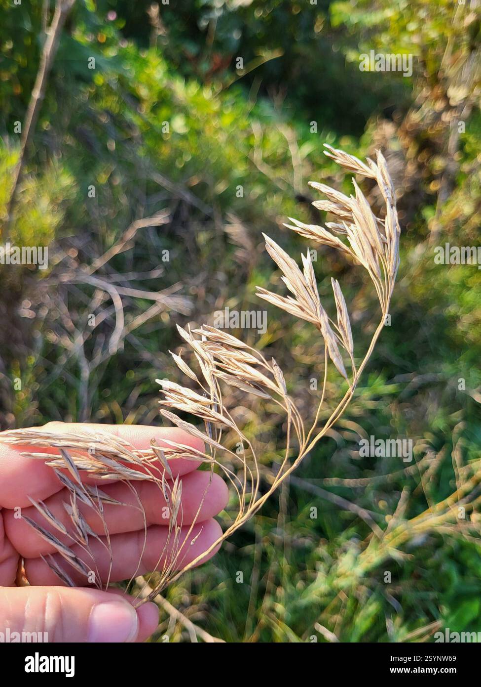 Smooth Brome (Bromus inermis), Plantae, Carol Stream, IL, USA Stock ...