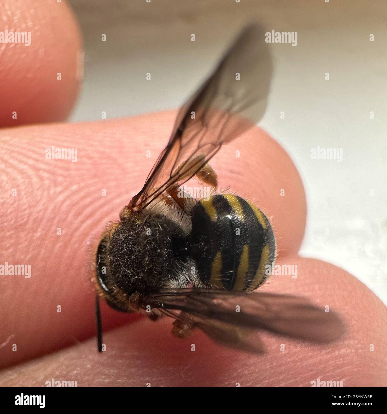 Oblong Woolcarder Bee (Anthidium oblongatum), Insecta, Kentucky, US ...