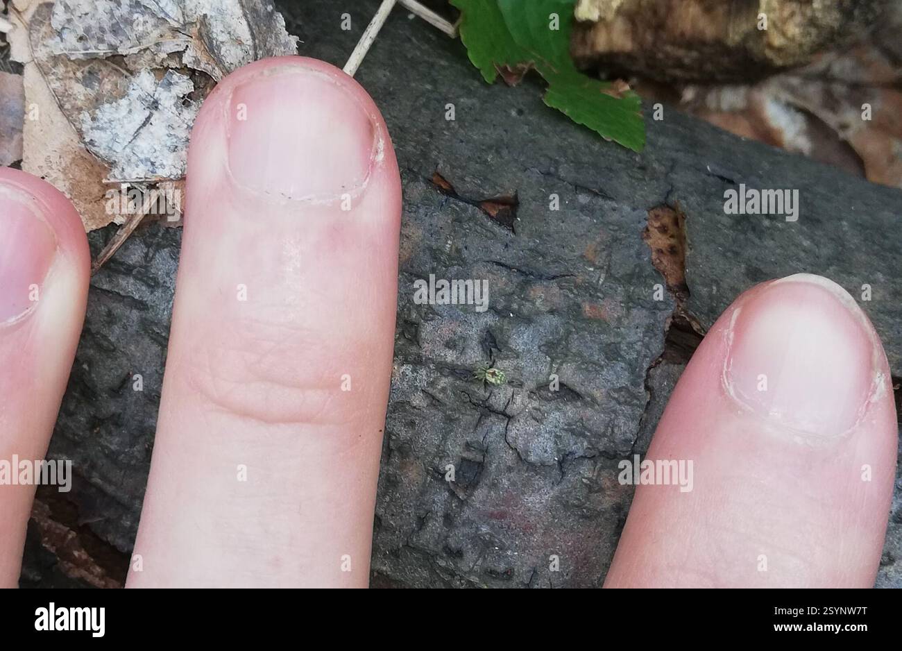 (Nigma), Arachnida, Ballenstedt, Germany, Very smol, beech oak forest ...