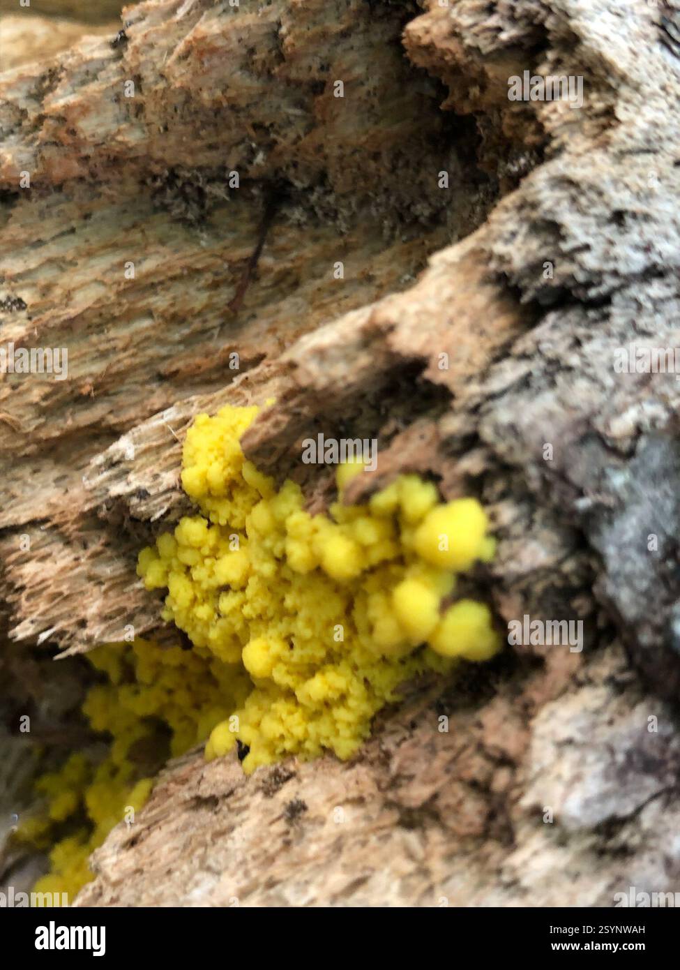 slime molds (Mycetozoa), Protozoa, Pictured Rocks National Lakeshore ...