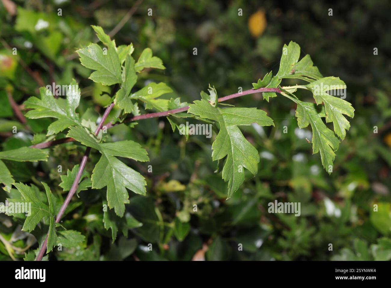 common hawthorn (Crataegus monogyna), Plantae, Station Road, Rufford ...