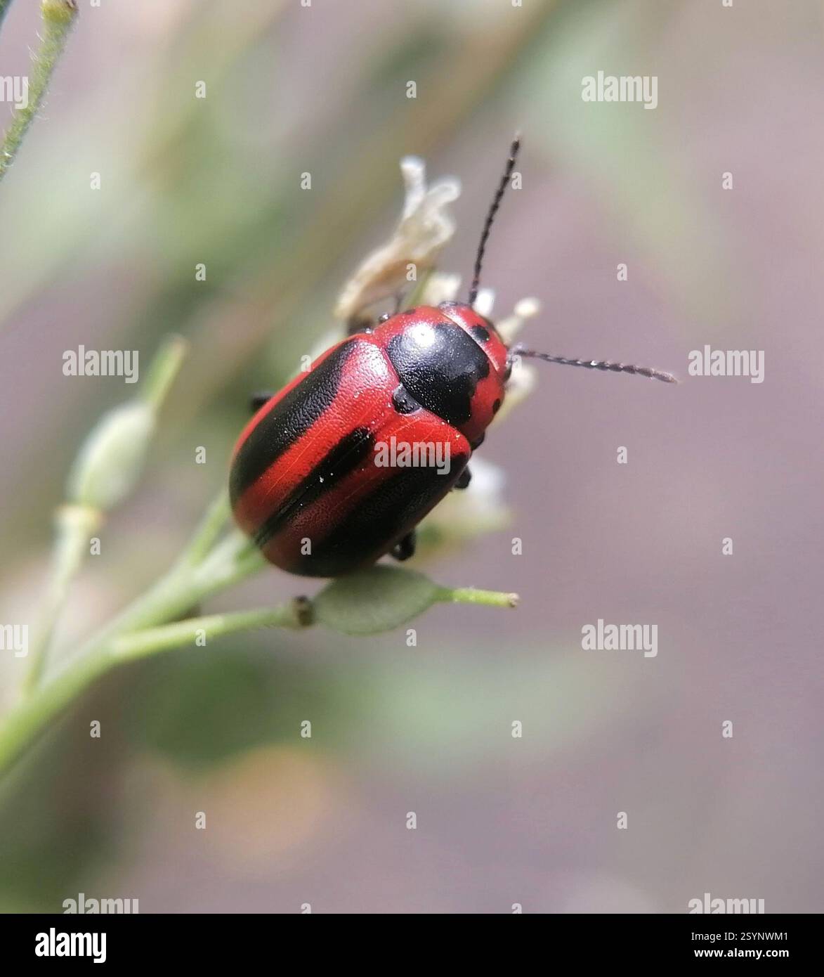 Entomoscelis hi-res stock photography and images - Alamy