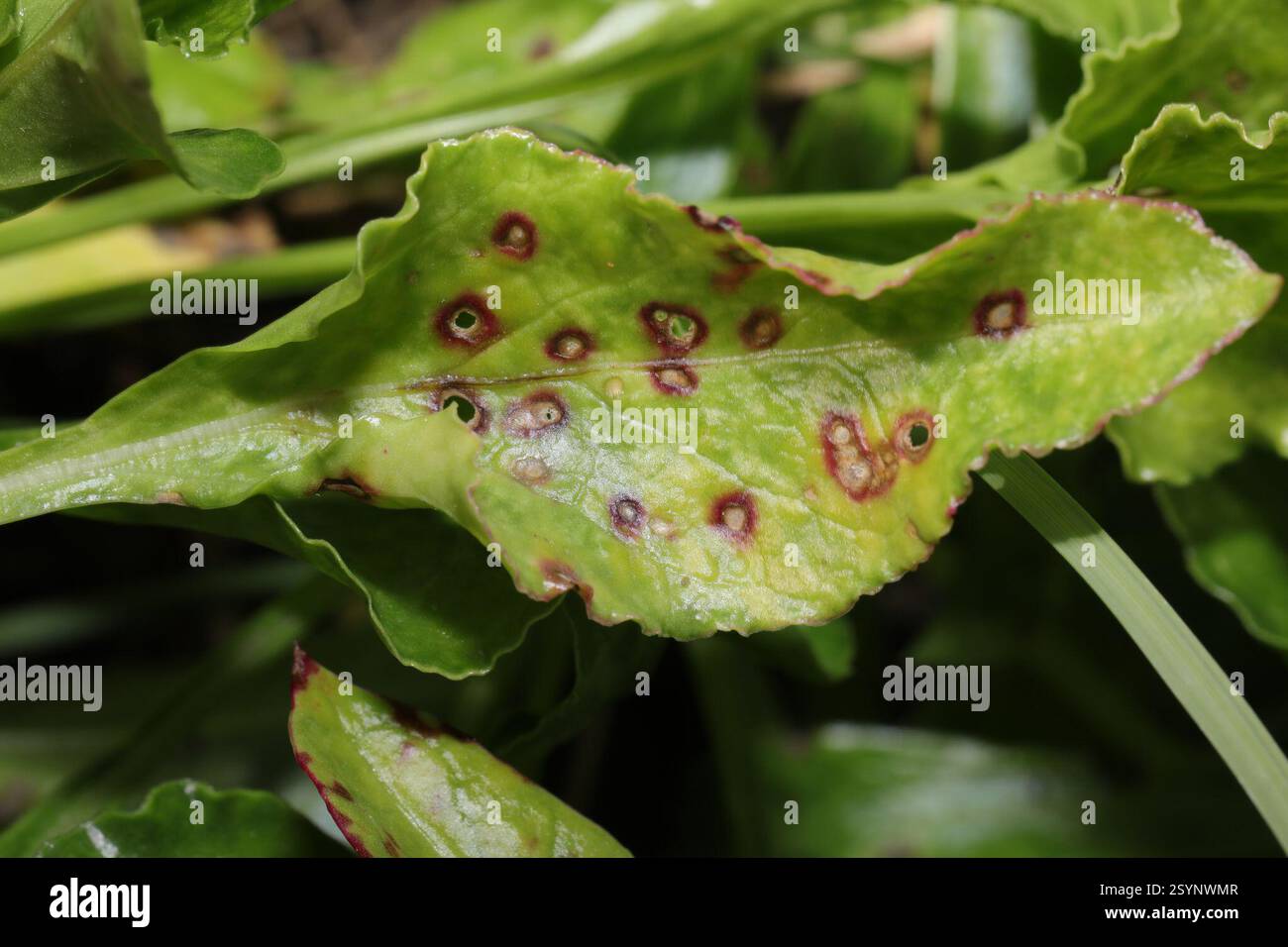 Cercospora Leaf Spot of Swiss Chard, Beets, and Spinach (Cercospora ...