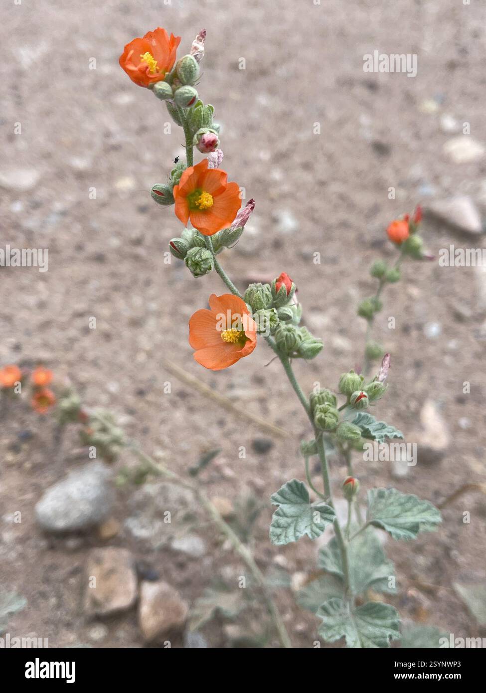 Small-leaf Globemallow (Sphaeralcea parvifolia), Plantae, San Juan ...