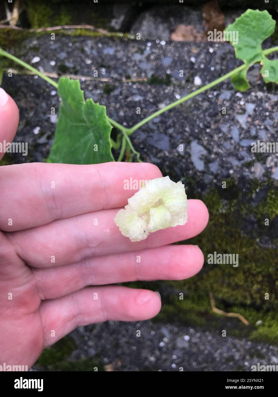 Japanese snake gourd (Trichosanthes cucumeroides), Plantae ...
