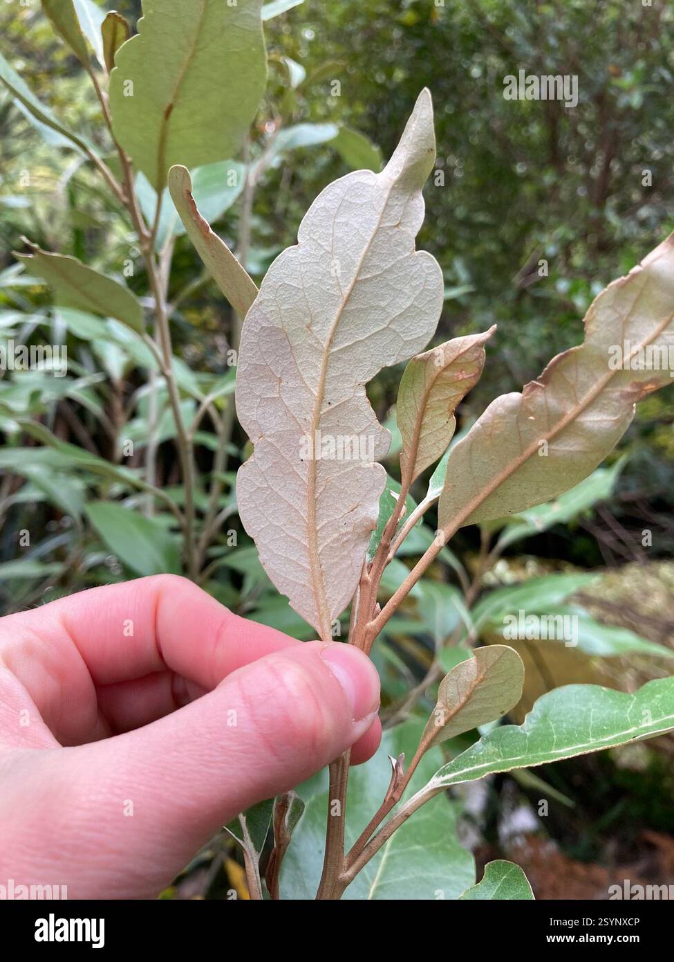 mangrove-leaved daisy-bush (Olearia avicenniifolia), Plantae, Buller ...