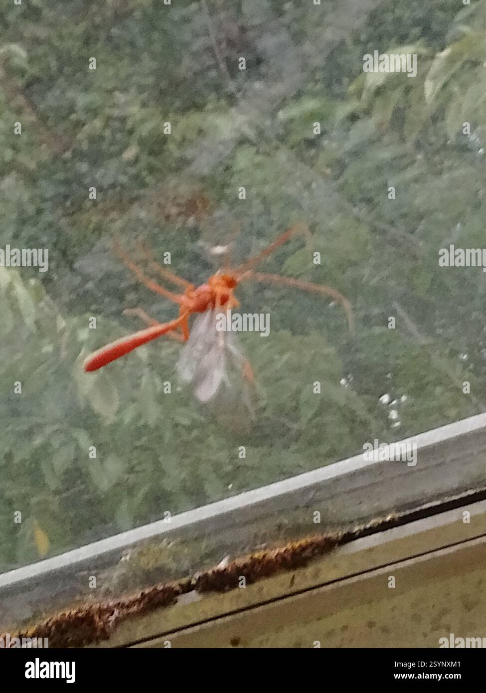 (Ophion obscuratus), Insecta, Corstorphine, Edinburgh EH12, UK Stock ...