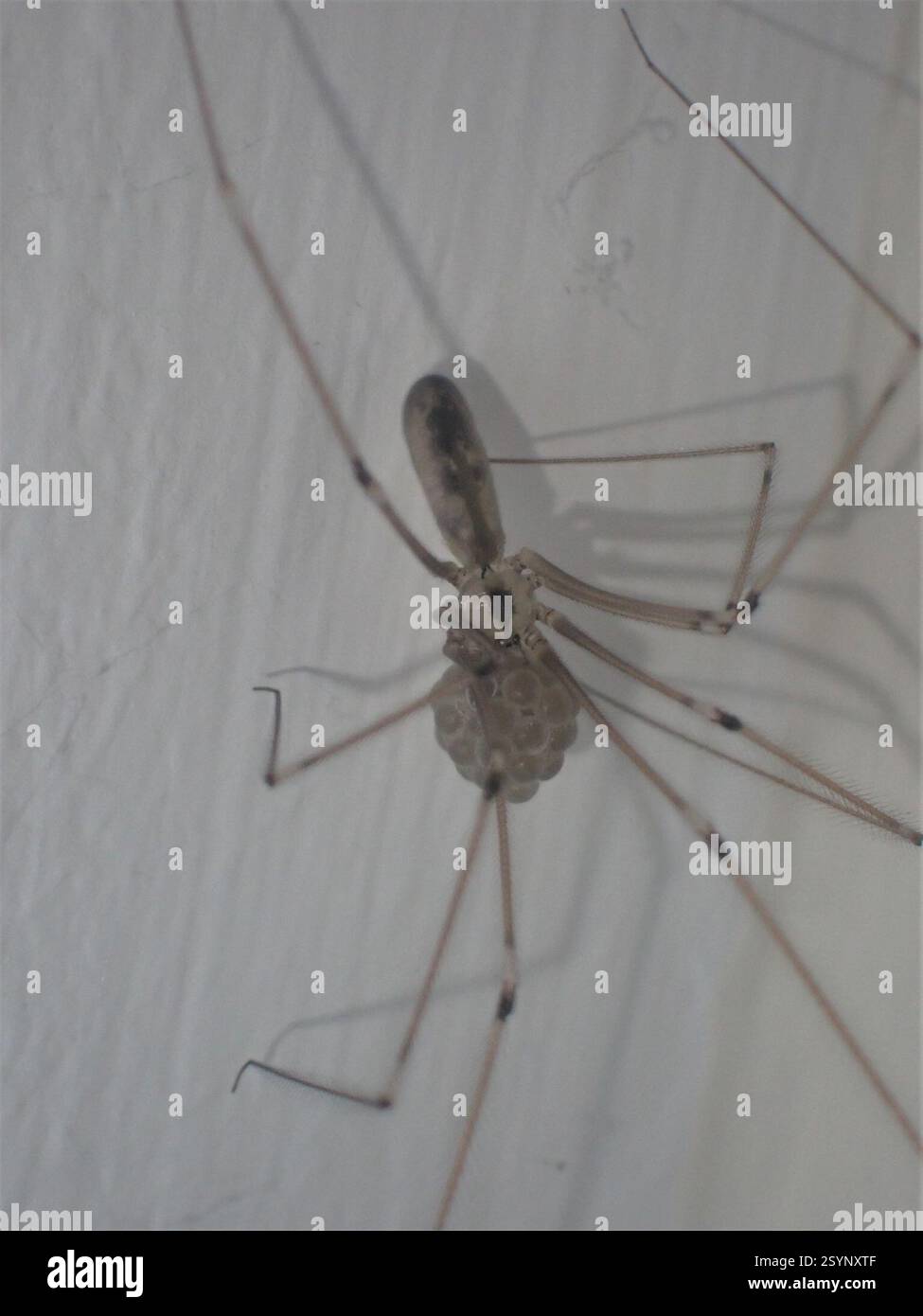 Long-bodied Cellar Spider (Pholcus phalangioides), Arachnida, BR2, UK ...