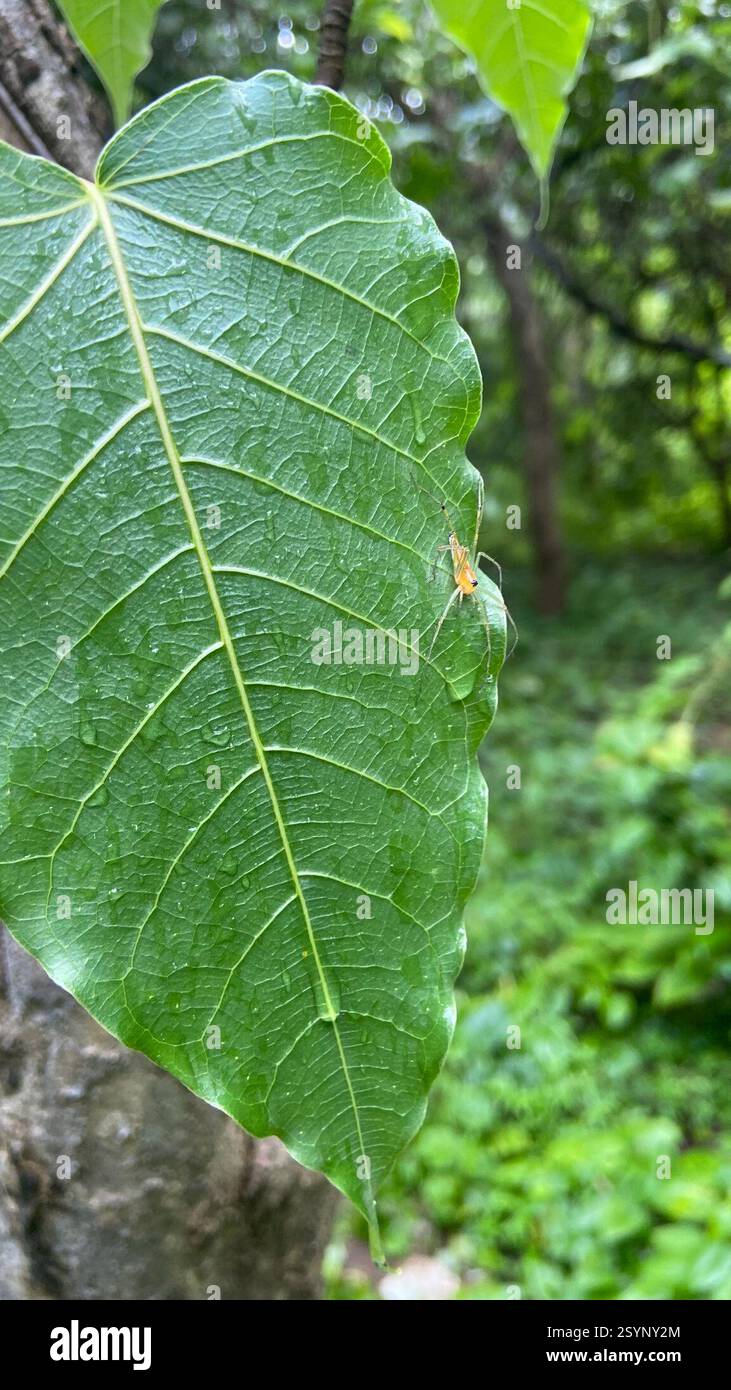 Lynx Spiders (Oxyopidae), Arachnida, Vadali, Sabarkantha, GJ, IN Stock Photo - Alamy
